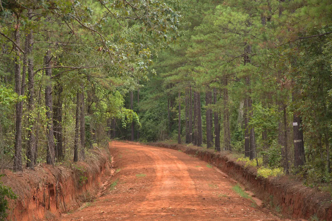 Between the Pines Web Design | Affordable Luxury Web Design for Georgia ...